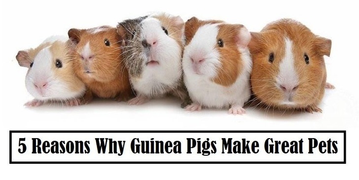 5 Reasons Why Guinea Pigs Make Great Pets