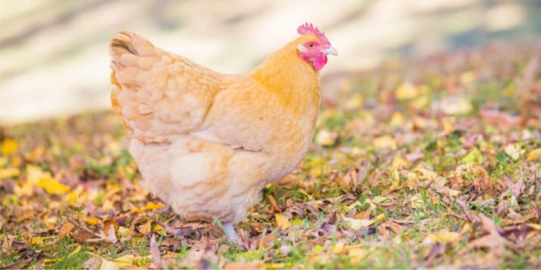 When Do Buff Orpingtons Start Laying Eggs?