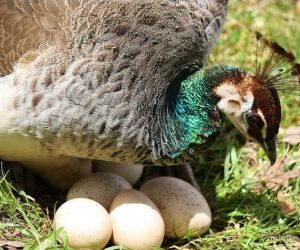 Do Peahens Lay Eggs Without A Mate?