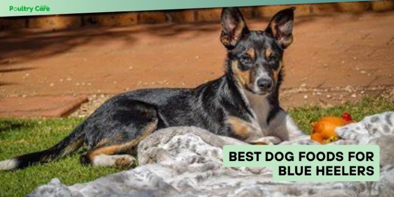 Best Food For Blue Heeler