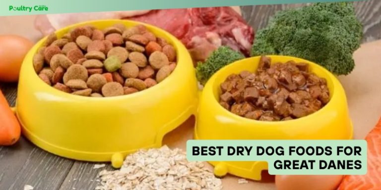 The 8 Best Dry Dog Foods For Great Danes – Top Picks Of 2025