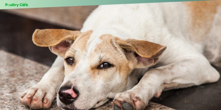 Understanding Your Dog’s Body Language: Decode Their Signals