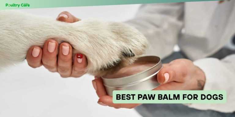 Our 12 Best Paw Balm For Dogs To Buy In 2025