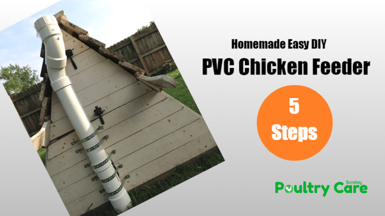 PVC Chicken Feeder: 5 Steps (with Pictures) - Poultry Care Sunday