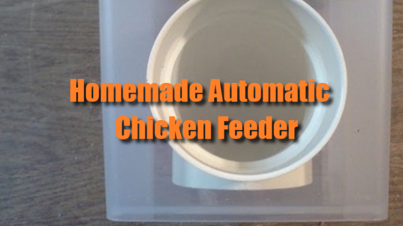 Homemade Automatic Chicken Feeder You’ll Ever Make