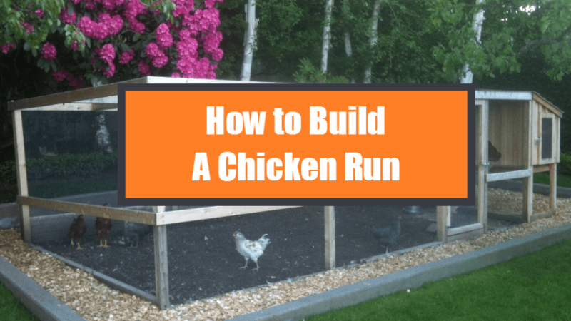 How to Build a Chicken Run - Ultimate Guide - Poultry Care Sunday