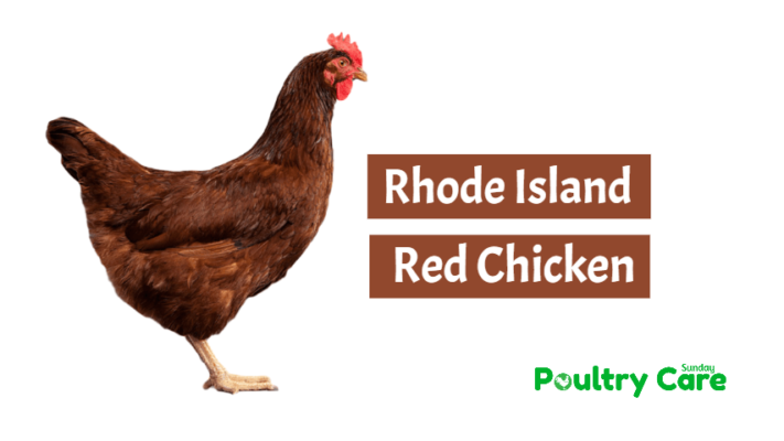 Rhode Island Red Chickens | Breed Information | Poultry Care Sunday