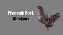 Plymouth Rock Chicken | Breed Information | Poultry Care Sunday