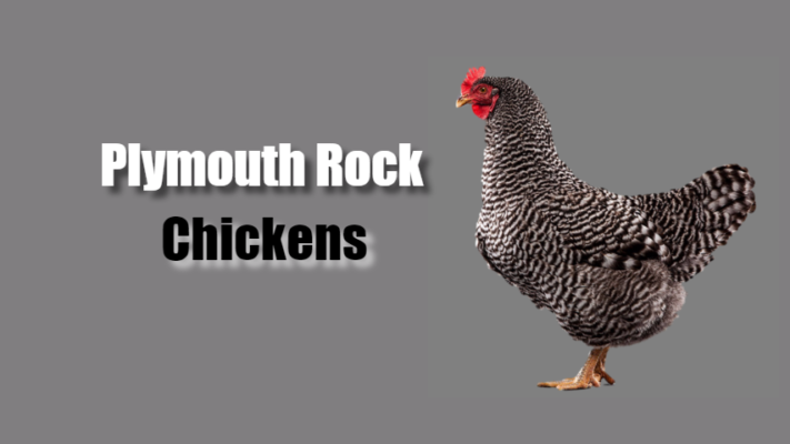 Plymouth Rock Chicken | Breed Information | Poultry Care Sunday