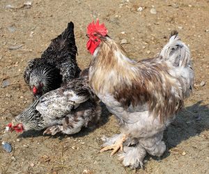 Cochin Chicken: Breed Profile, Eggs, Height, Size And Tips