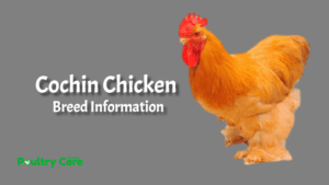 Cochin Chicken | Breed Information | Poultry Care Sunday