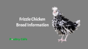 Frizzle Chicken | Breed Information | Poultry Care Sunday