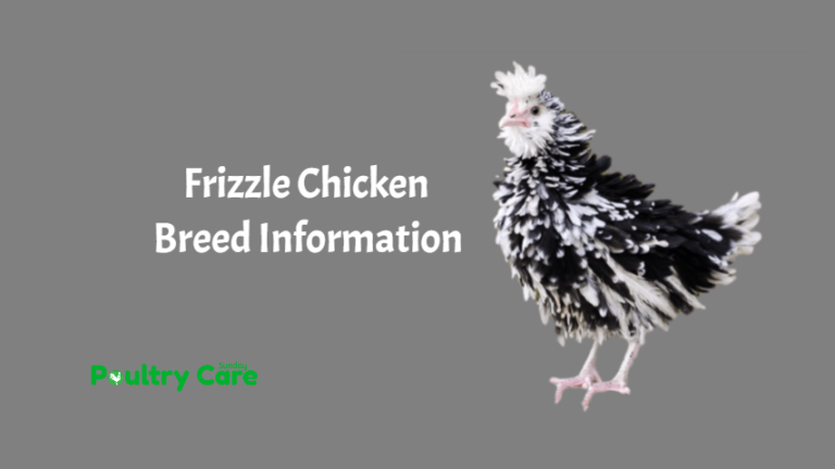 Frizzle Chicken: Breed Profile, Raising Tips and More