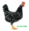 Ancona Chicken | Breed Information | Poultry Care Sunday