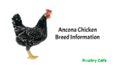 Ancona Chicken Breed, Egg Color, Temperament, Size, Price
