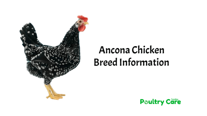 Ancona Chicken Breed, Egg Color, Temperament, Size, Price