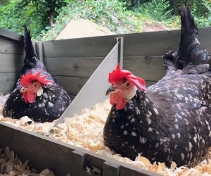 Ancona Chicken | Breed Information | Poultry Care Sunday