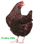 Marans Chicken | Breed Information | Poultry Care Sunday