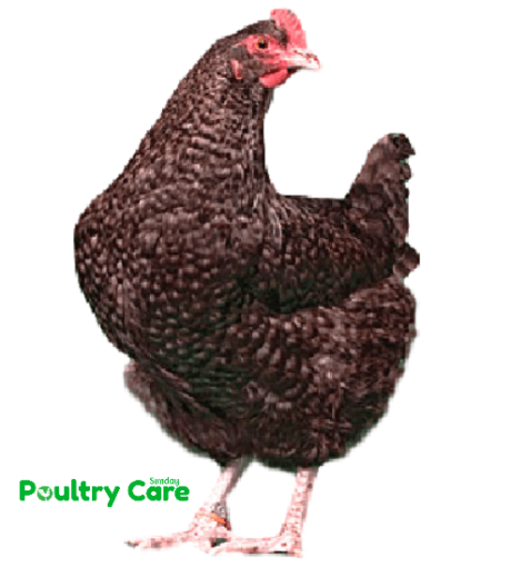 Marans Chicken: Breed Profile, Eggs, Height, Size, Care Guide