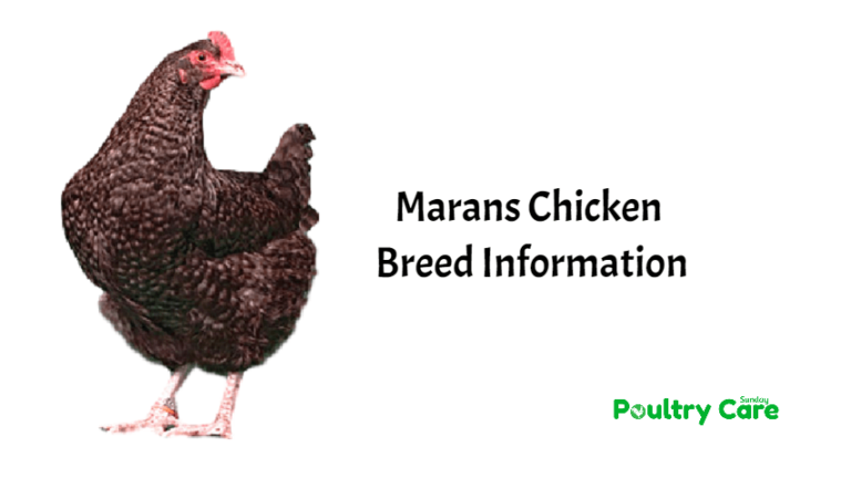 Marans Chicken: Breed Profile, Eggs, Height, Size, Care Guide