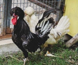 Houdan Chicken: Breed Profile, Eggs, Height, Size, Care Guide