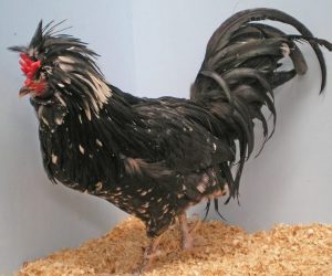 Houdan Chicken: Breed Profile, Eggs, Height, Size, Care Guide