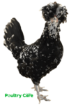 Houdan Chicken: Breed Profile, Eggs, Height, Size, Care Guide