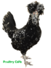 Houdan Chicken: Breed Profile, Eggs, Height, Size, Care Guide