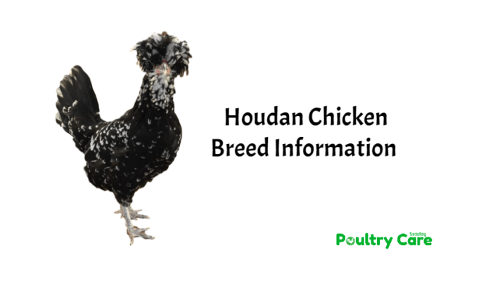 Houdan Chicken: Breed Profile, Eggs, Height, Size, Care Guide