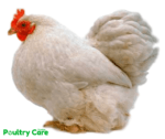 Pekin Chicken: Breed Profile, Eggs, Height, Size, Care Guide