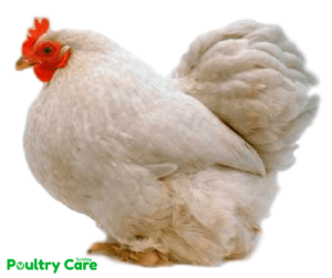 Pekin Chicken: Breed Profile, Eggs, Height, Size, Care Guide