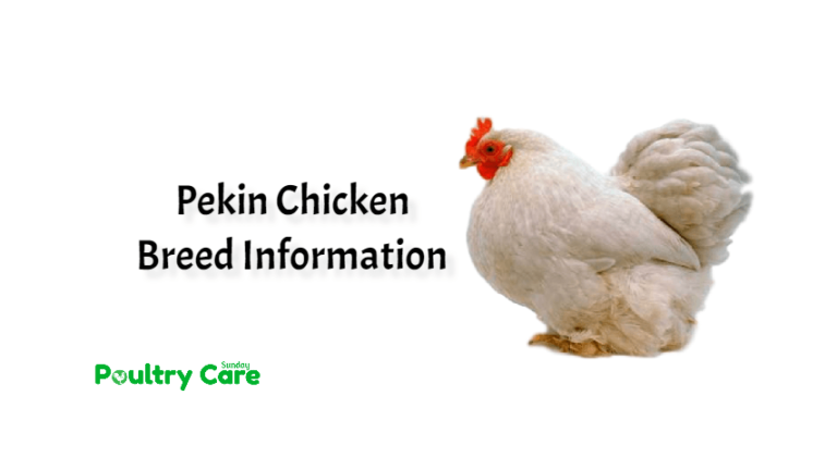 Pekin Chicken | Breed Information | Poultry Care Sunday