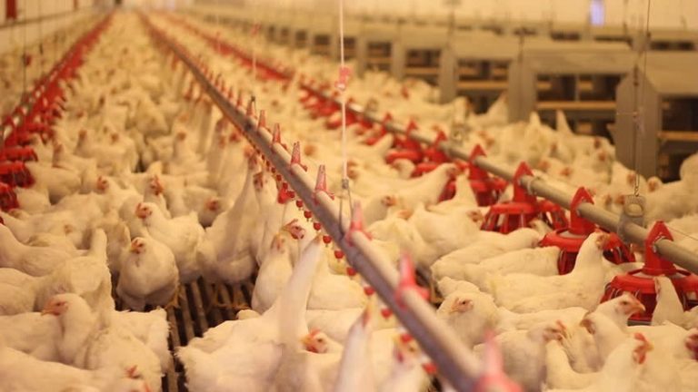 Poultry Farming Guide & Information | Poultry Care Sunday