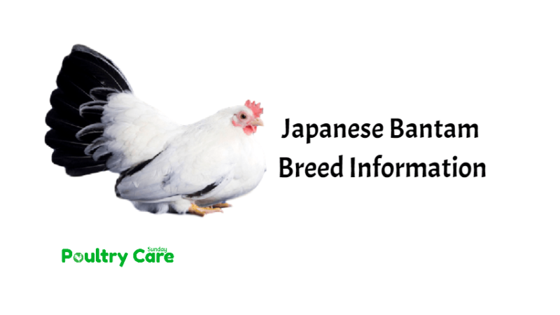 Japanese Bantam Chicken Breed: Everything You Need To Know