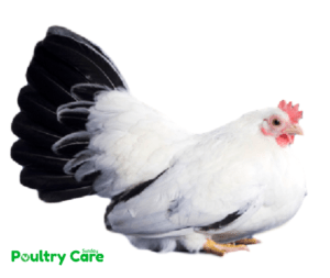 Japanese Bantam Chicken | Breed Information | Poultry Care Sunday