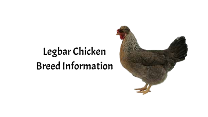 Cream Legbar Chicken: Breed Profile, Eggs, Height, Size, Care Guide