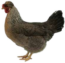 List of 80 Chicken Breeds - Information and Pictures | Poultry Care Sunday