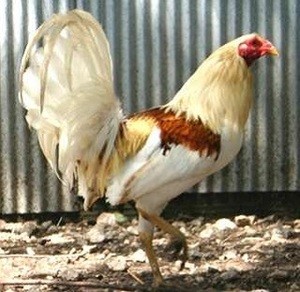 American Game Chicken Breeds: Origin, Eggs, Colors, Characteristics