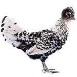 80+ Chicken Breeds Information with Pictures (A-Z List)