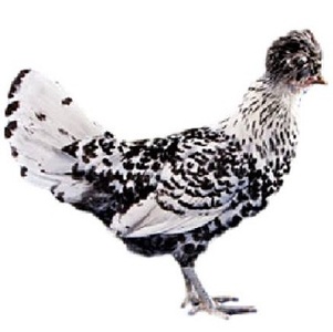 80+ Chicken Breeds Information with Pictures (A-Z List)