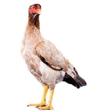 Asil Chicken (Aseel) Breed Guide: Characteristics, Temperament, & More