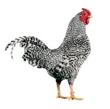 Dominique Chicken Breed Information | Poultry Care Sunday