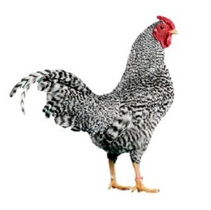 Dominique Chicken Breed Information | Poultry Care Sunday