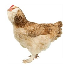 Faverolles Chicken Breed Information | Poultry Care Sunday