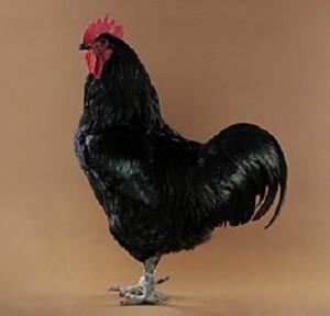 20 Largest Chicken Breed Information And Guide - Poultry Care Sunday