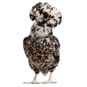 Polish Chicken Characteristics, Temperament, Information | Poultry Care ...