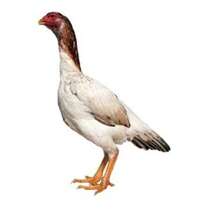 Shamo Chicken Breed Guide: Characteristics, Temperament, & More