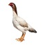 Shamo Chicken Breed Guide: Characteristics, Temperament, & More