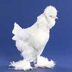 Sultan Chicken Breed Guide: Characteristics, Temperament, & More