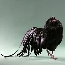 Sumatra Chicken Breed Guide: Characteristics, Temperament, & More